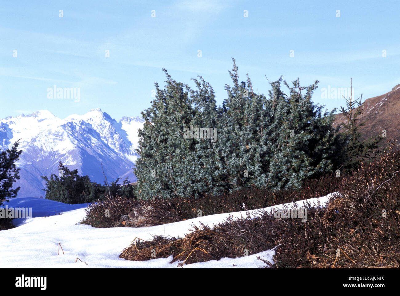 Juniperus communis italy hi-res stock photography and images - Alamy