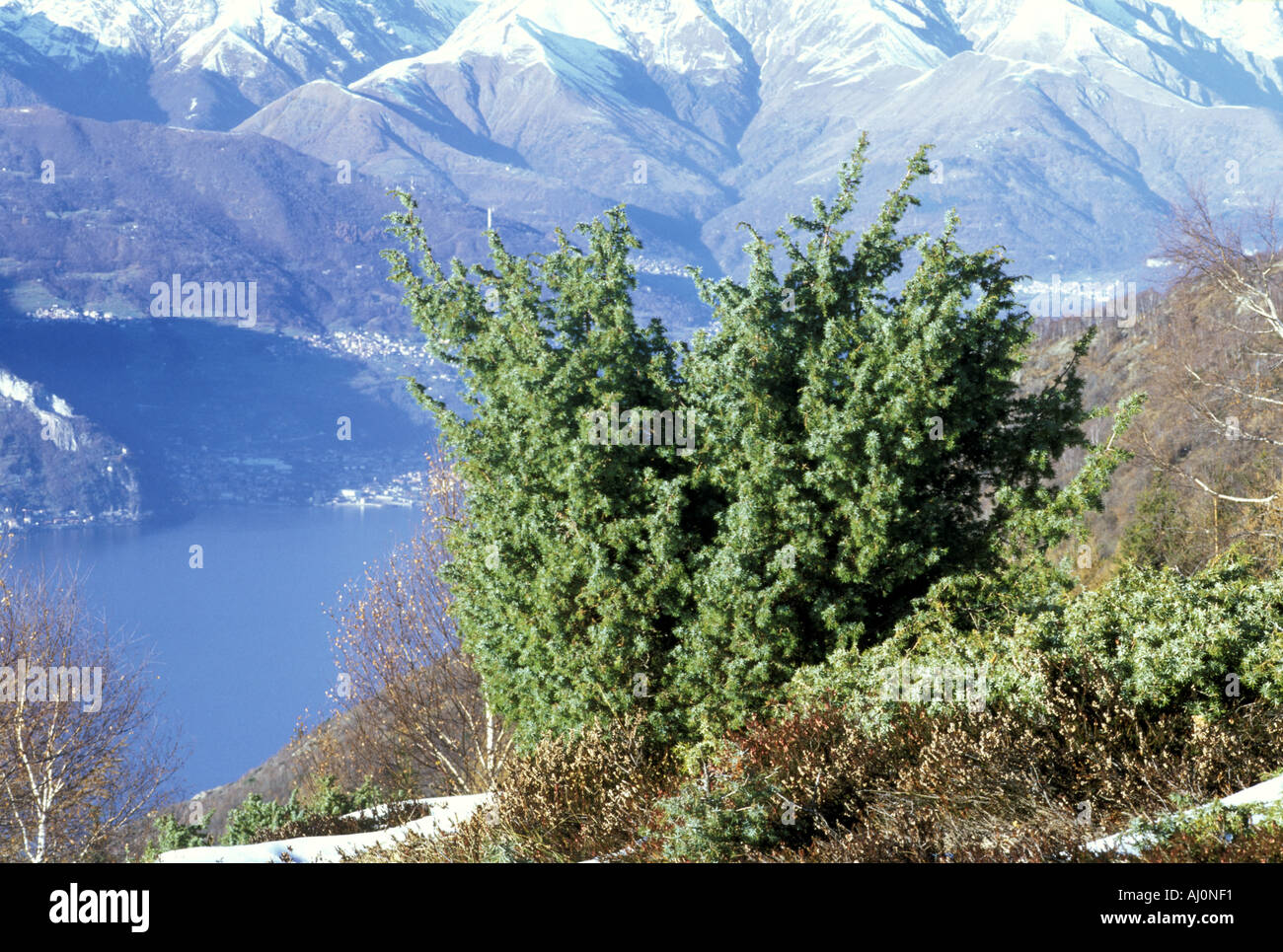 Juniperus communis italy hi-res stock photography and images - Alamy