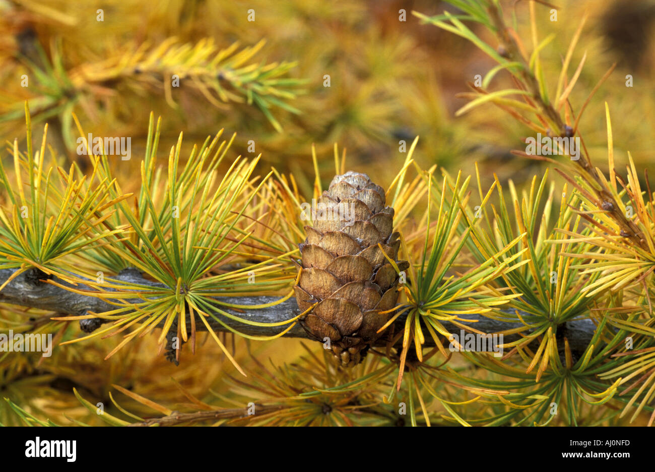 Cone of larch Italy Stock Photo - Alamy