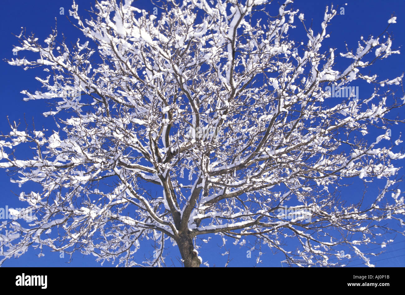 Snow on walnut branches Italy Stock Photo - Alamy