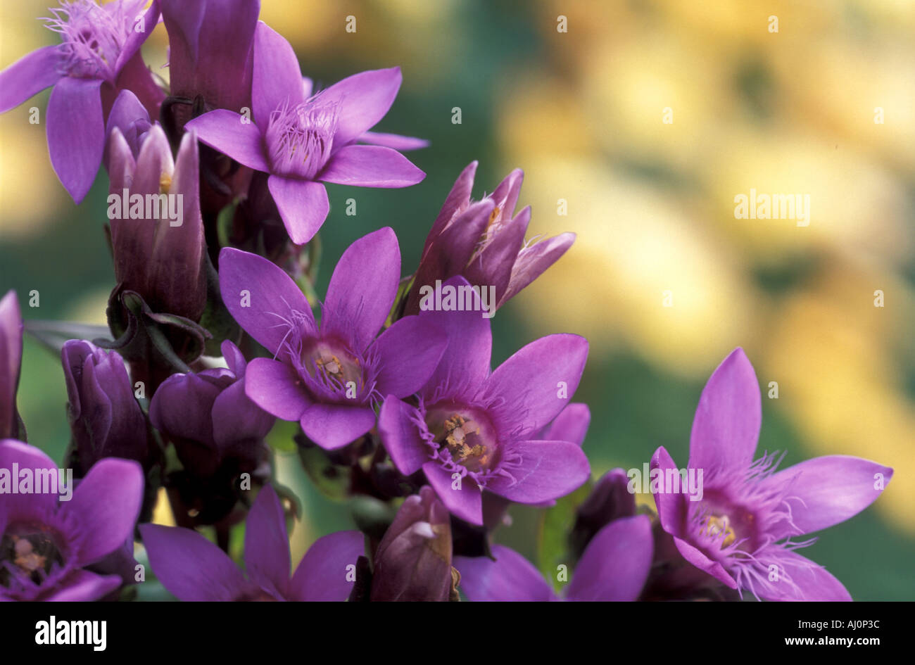 Gentiana germanica plant hi-res stock photography and images - Alamy