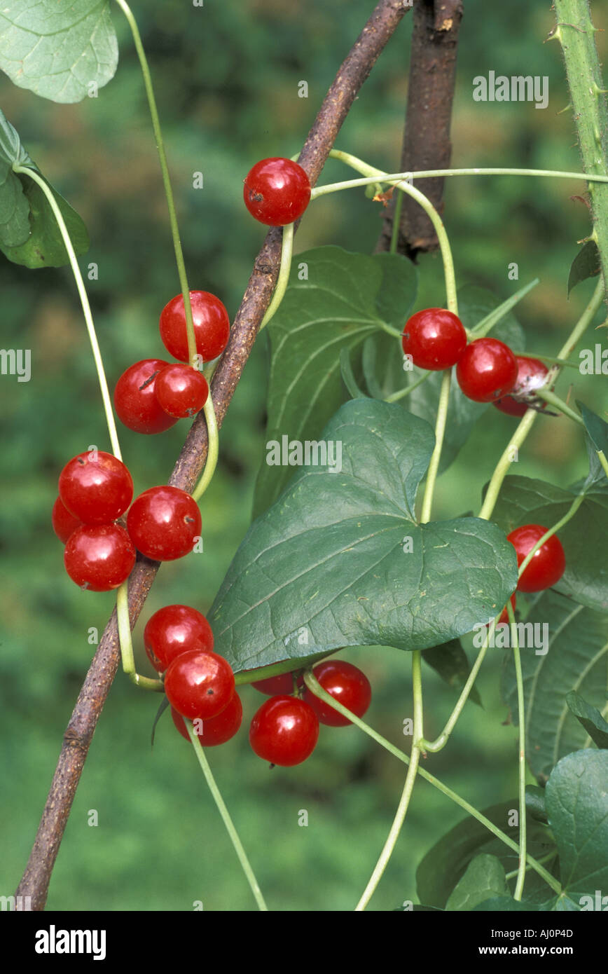 Bryony plant hi-res stock photography and images - Alamy
