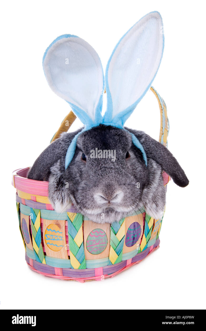 Gray lop ear rabbit inside Easter basket with eggs isolated on white ...
