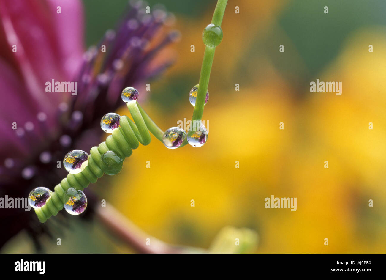 Tendril flower hi-res stock photography and images - Alamy