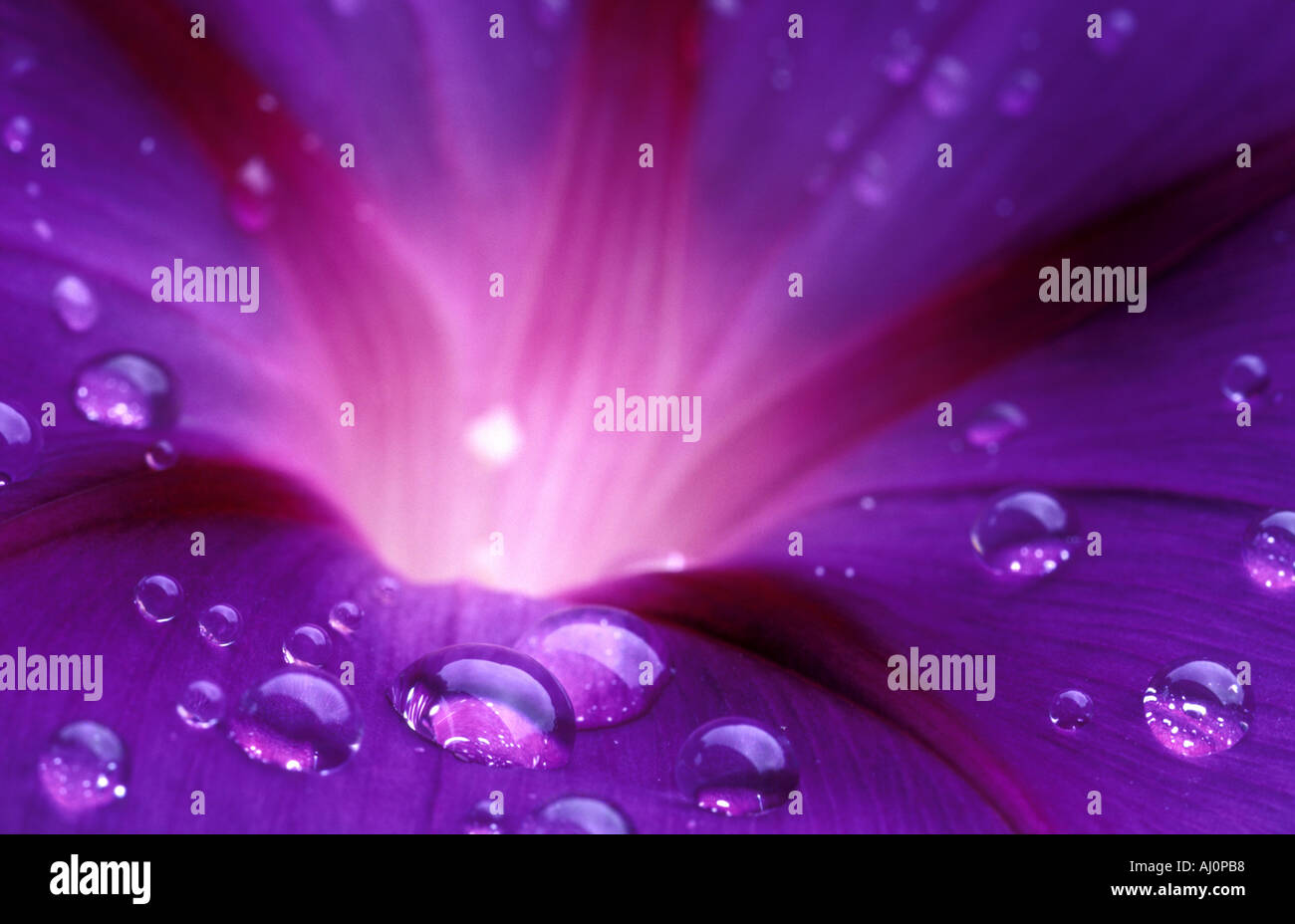 Moonflower moonflower hi-res stock photography and images - Alamy