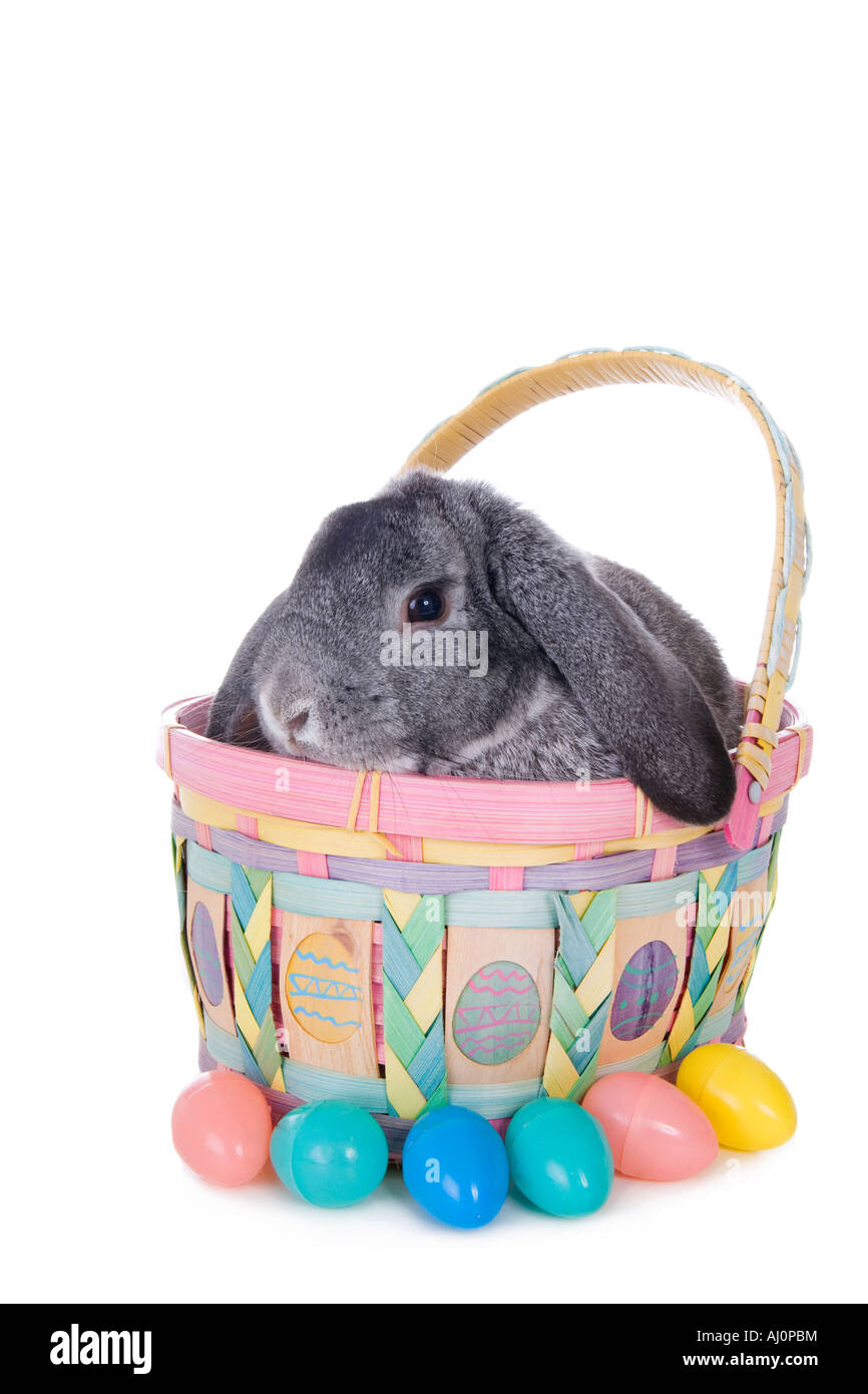 Gray lop ear rabbit inside Easter basket with eggs isolated on white ...