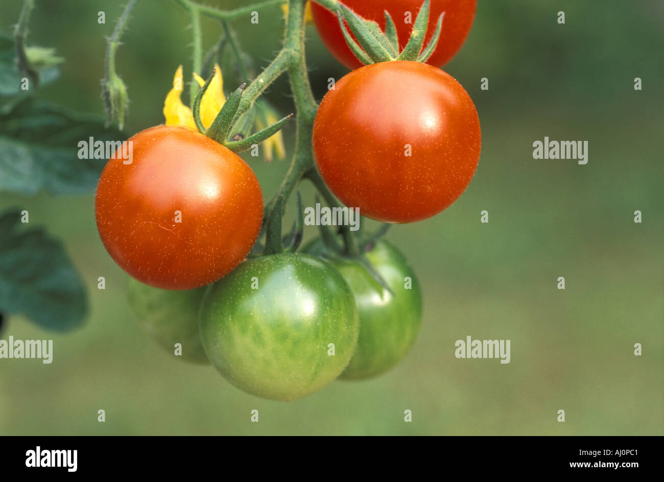 Tomato principe borghese hi-res stock photography and images - Alamy