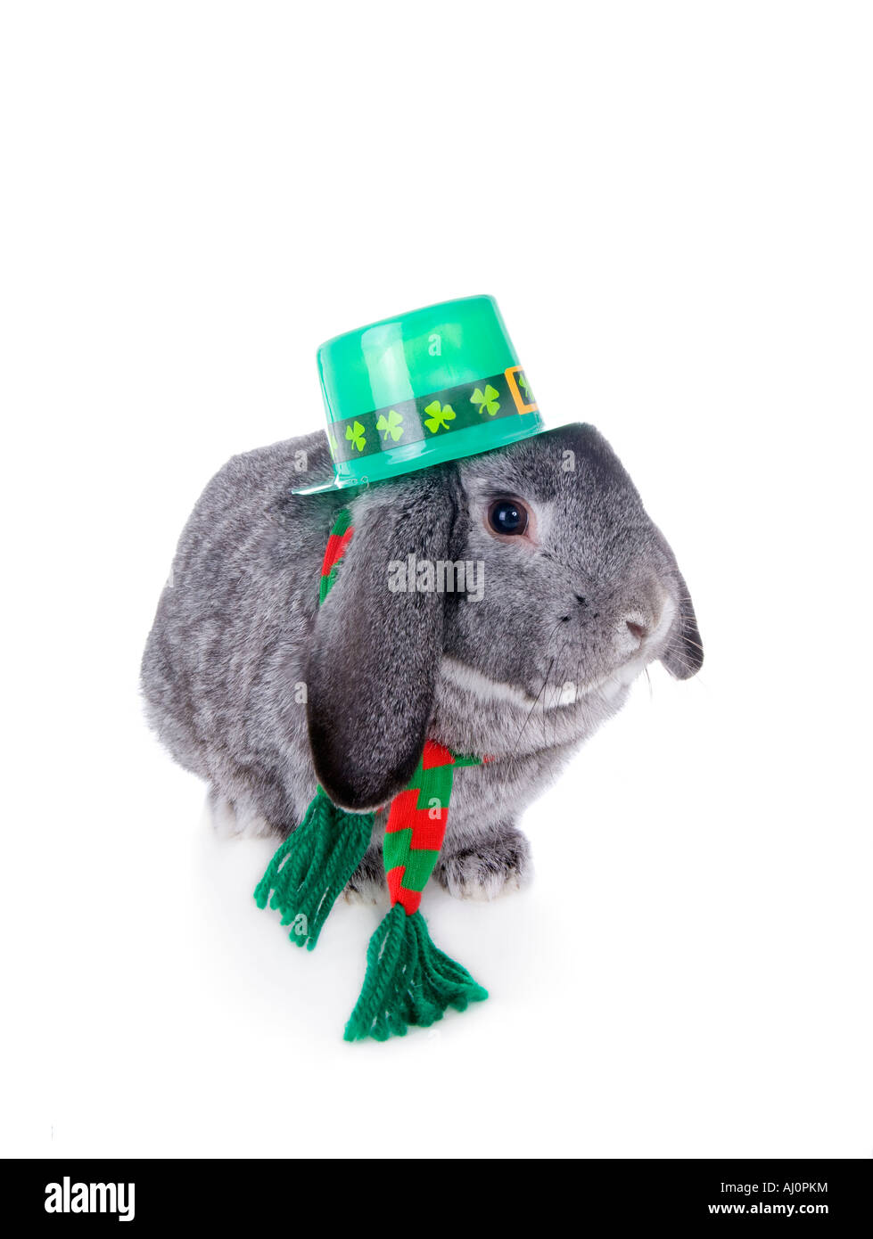 Gray lop ear rabbit dressed for St Patrick s day on white background ...