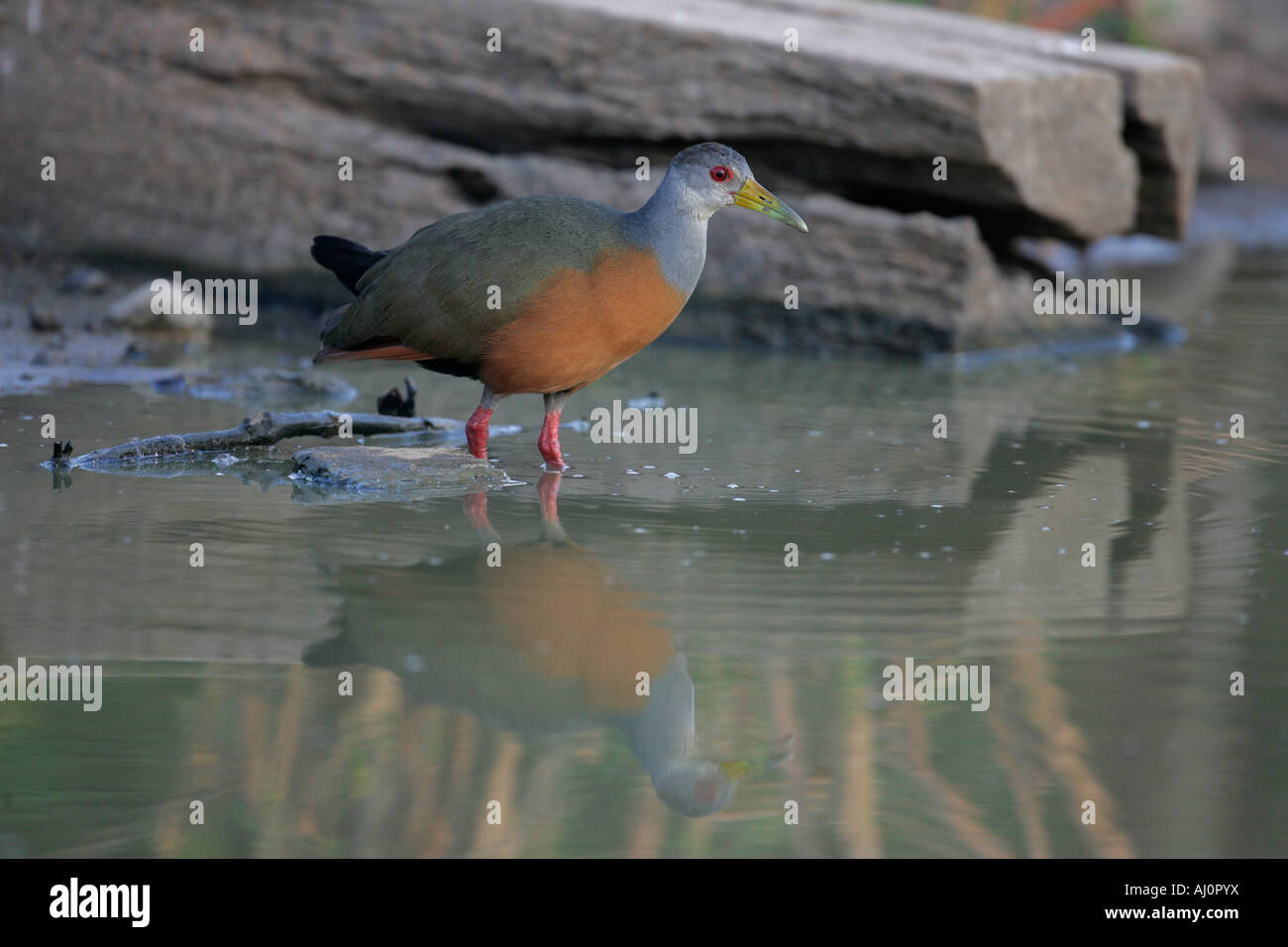 GREY NECKED WOOD RAIL Aramides cajanea Brazil Stock Photo - Alamy