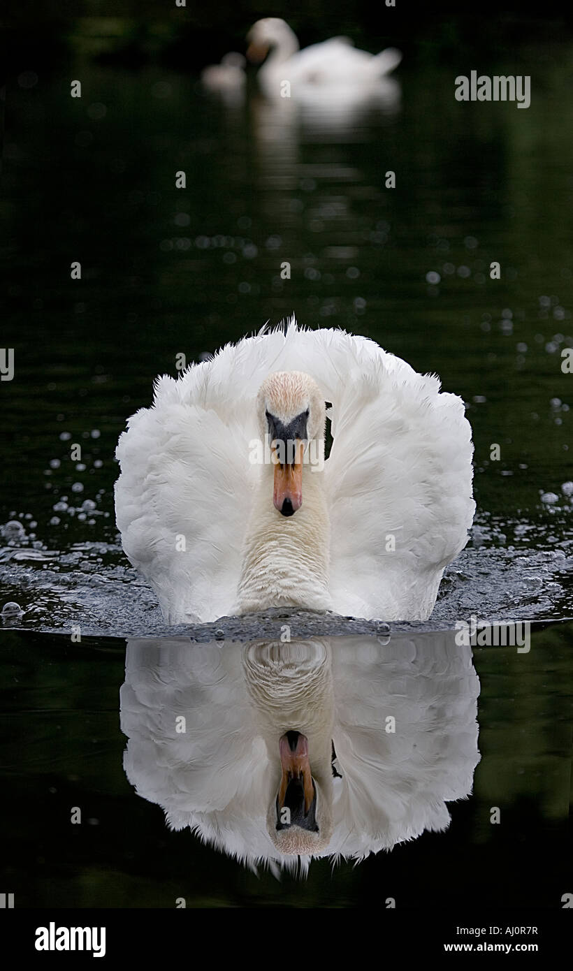 Charging swan hi-res stock photography and images - Alamy