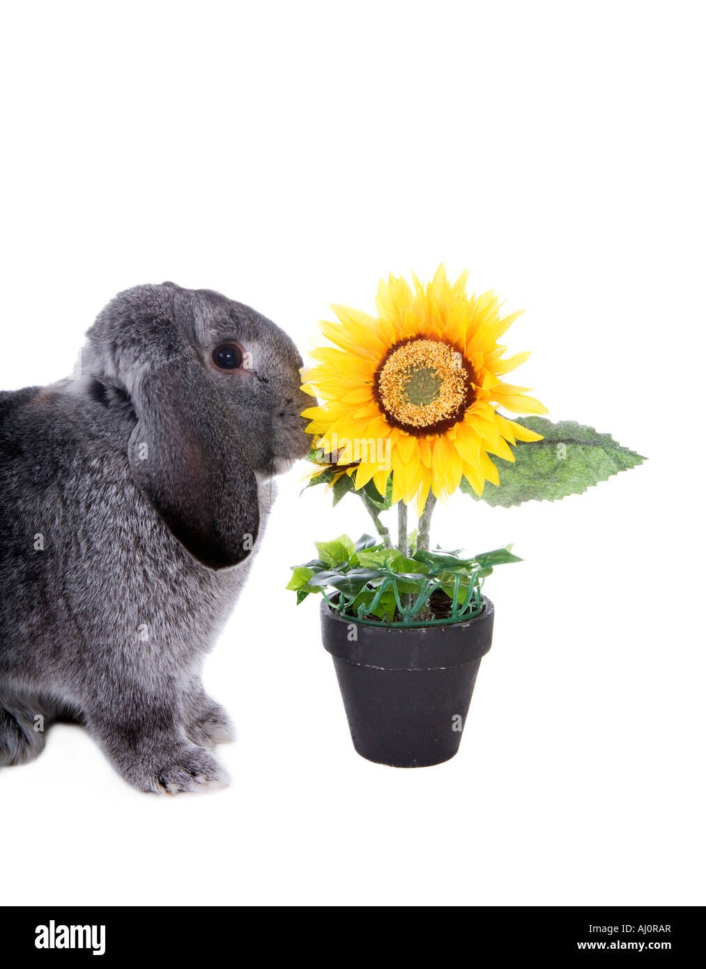 Gray lop ear rabbit nibbling on sunflower in pot on white background ...