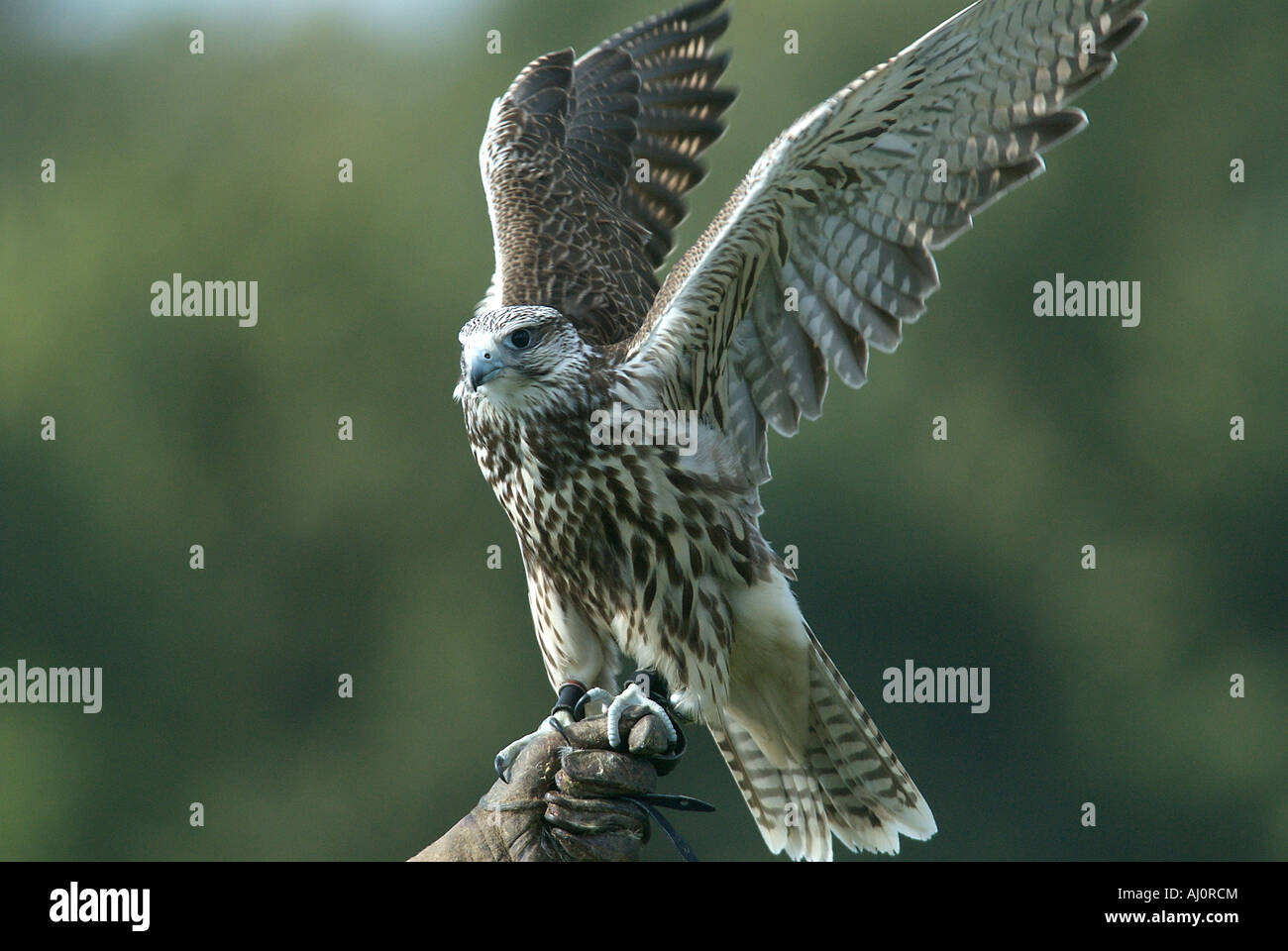 A popular type of Falcon is the Saker here pictured on a gauntlet prior ...
