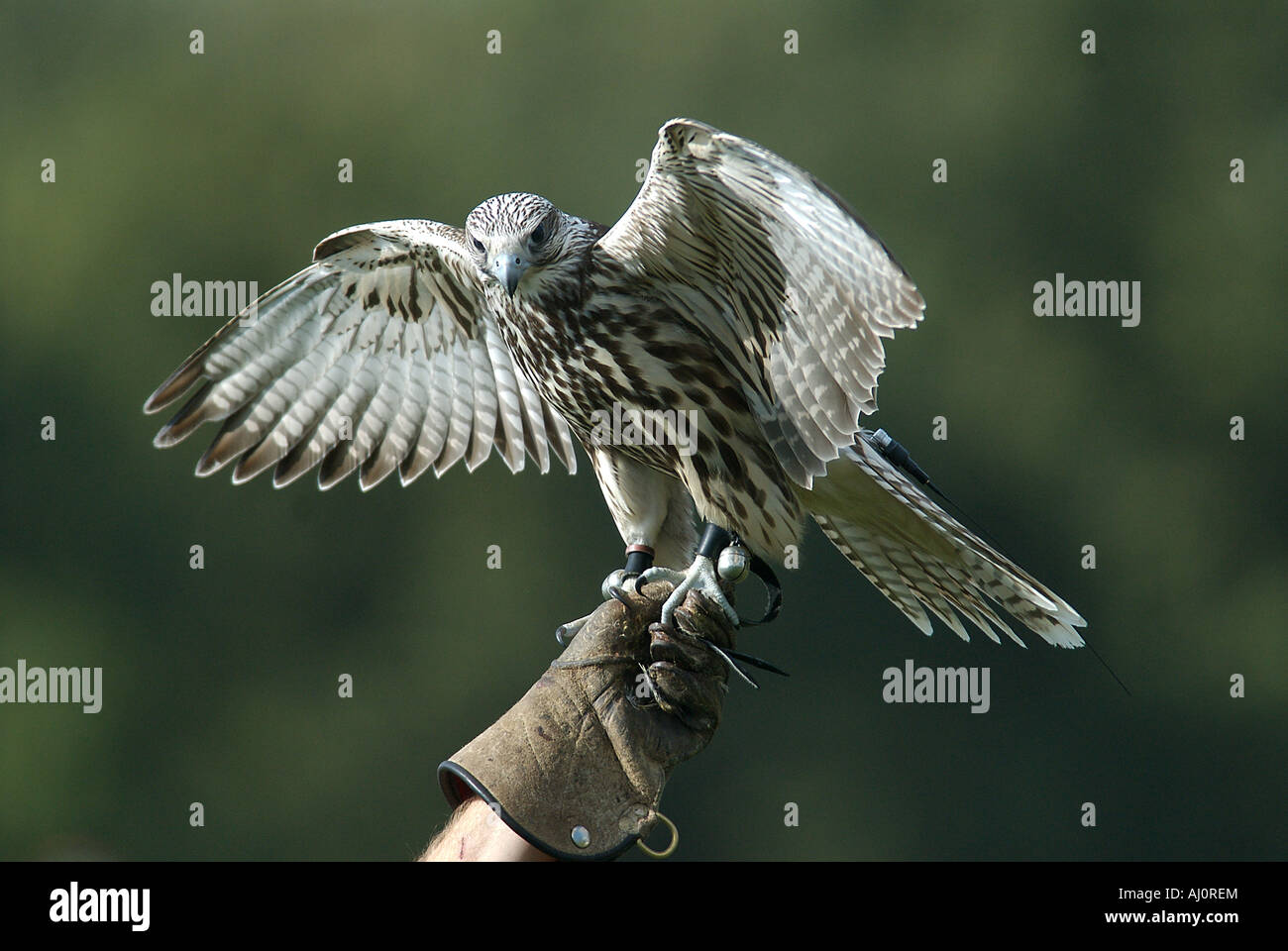 A popular type of Falcon is the Saker here pictured on a gauntlet prior ...