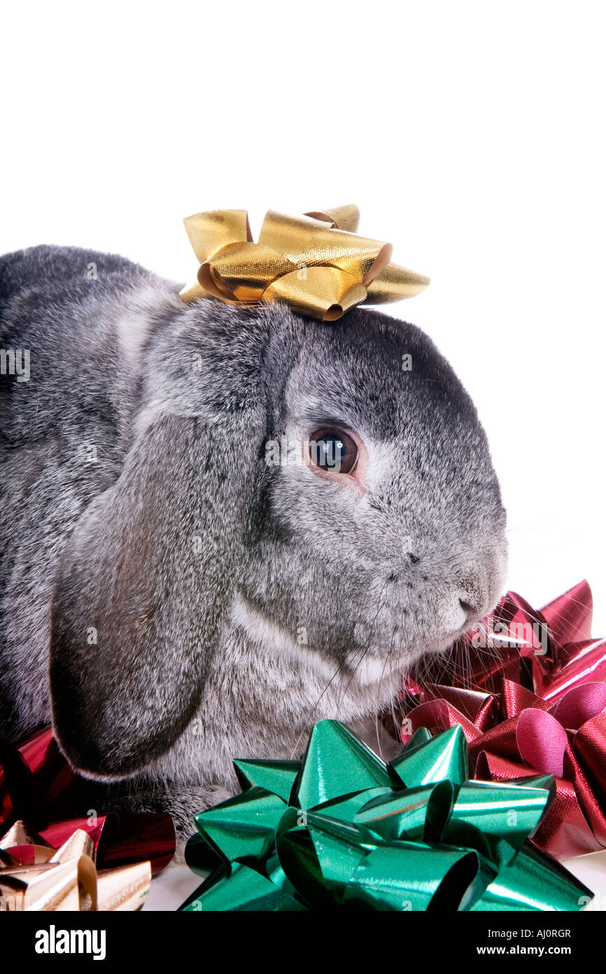 Gray lop ear rabbit in christmas bows on white background Stock Photo ...
