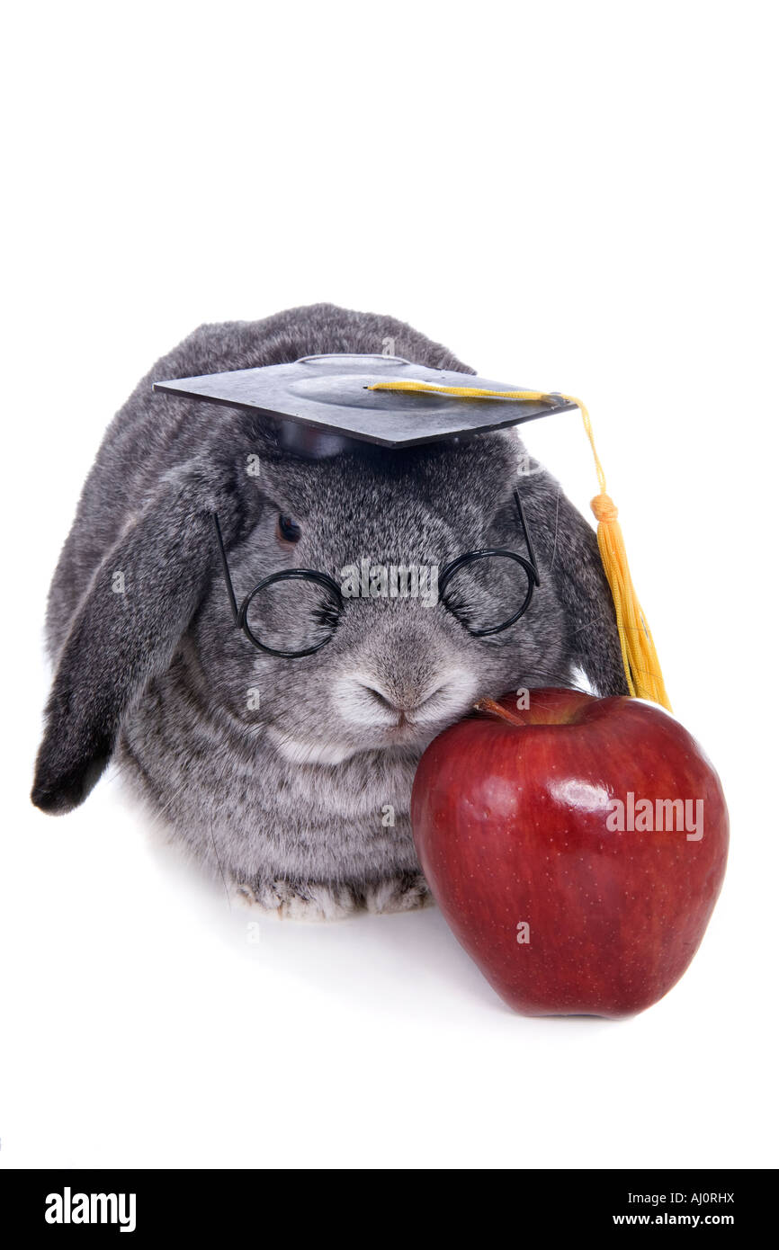 Graduate student lop ear rabbit wearing glasses and cap with apple on ...