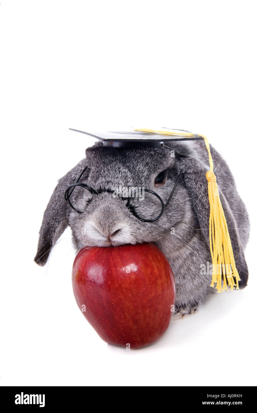 Graduate student lop ear rabbit wearing glasses and cap with apple on ...