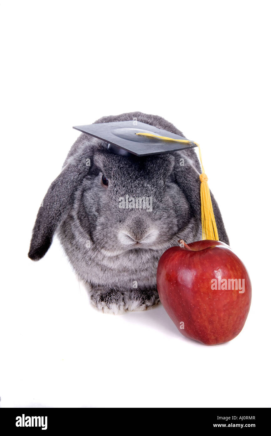 Graduate student lop ear rabbit wearing cap with apple on white ...