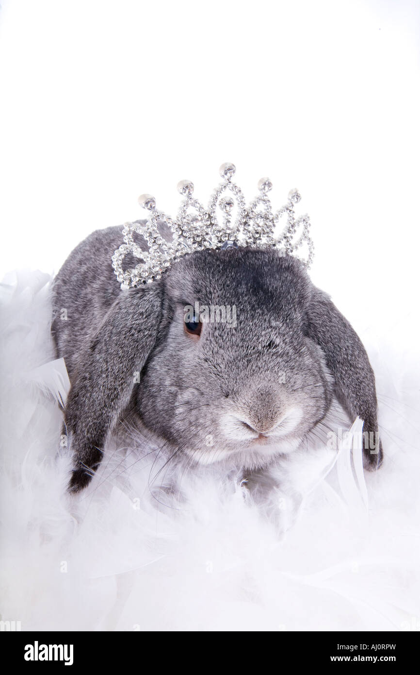 Princess lop ear rabbit wearing tiara in white feathers on white ...