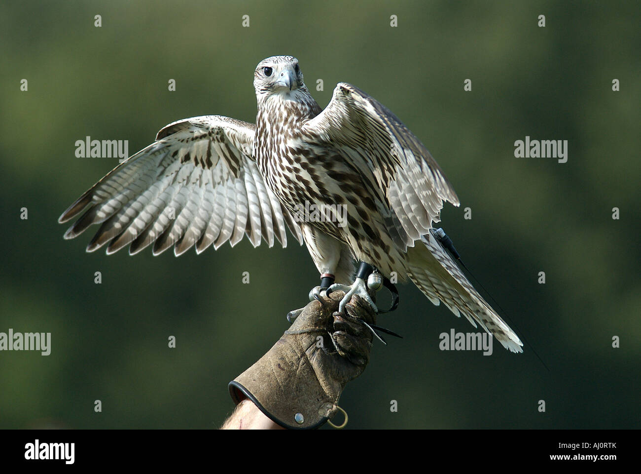 A popular type of Falcon is the Saker here pictured on a gauntlet prior ...