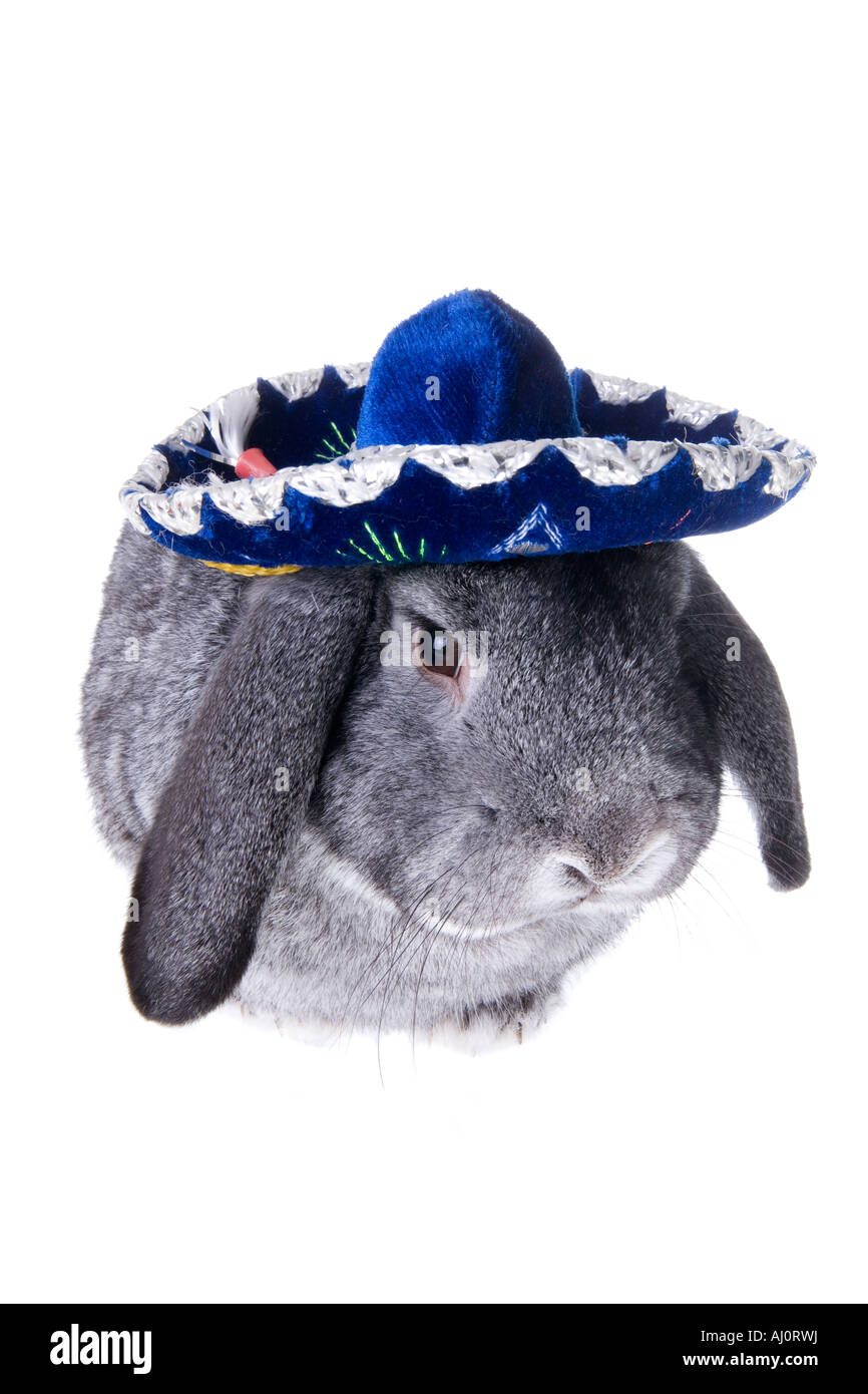 Gray lop ear rabbit wearing mexican sombrero hat isolated on white ...