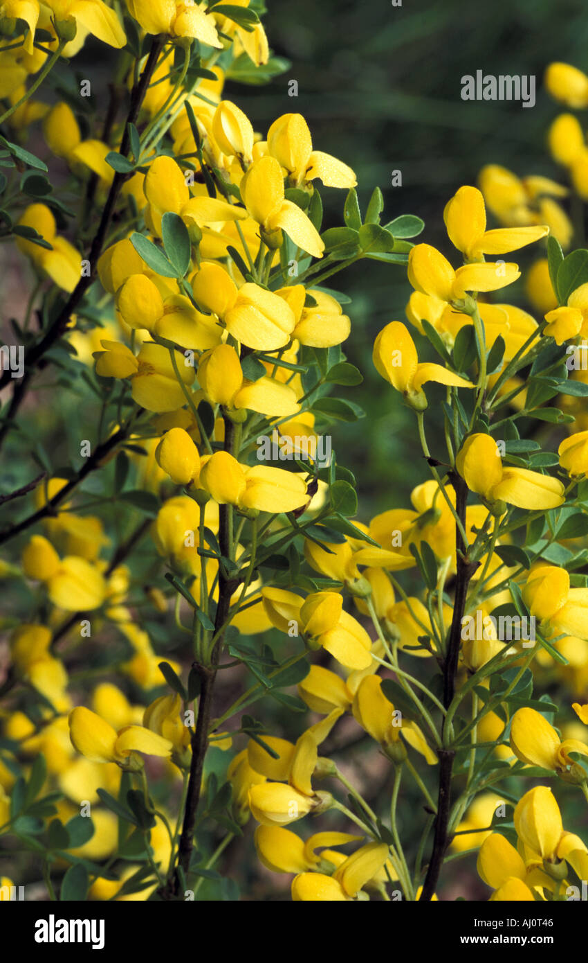 Coronilla emerus hi-res stock photography and images - Alamy