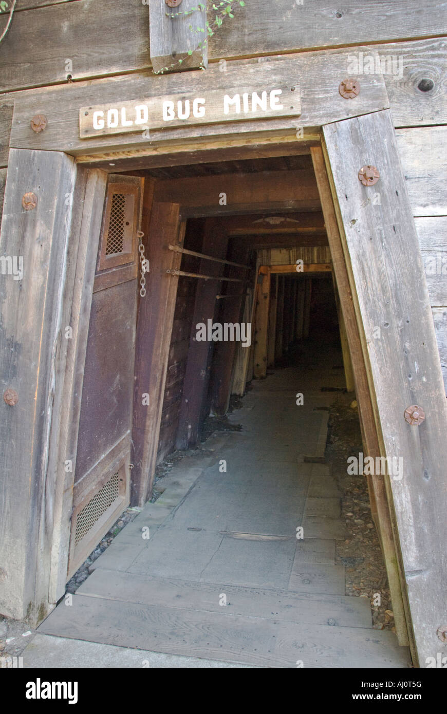 Gold bug hi-res stock photography and images - Alamy