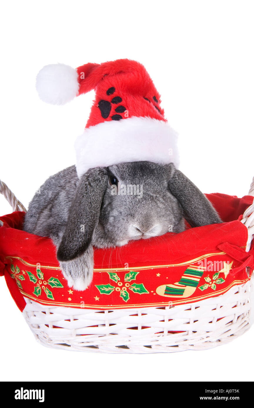 Gray Mini Lop Ear rabbit in red and white Christmas basket wearing hat ...