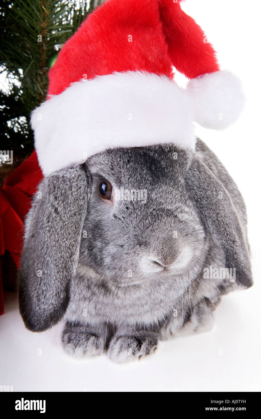 Gray Mini Lop Ear rabbit with Christmas tree and gifts and wearing red ...