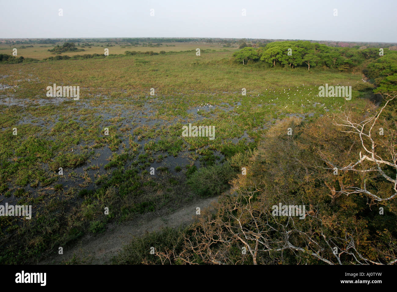Pantanal wetlands Brazil Stock Photo - Alamy