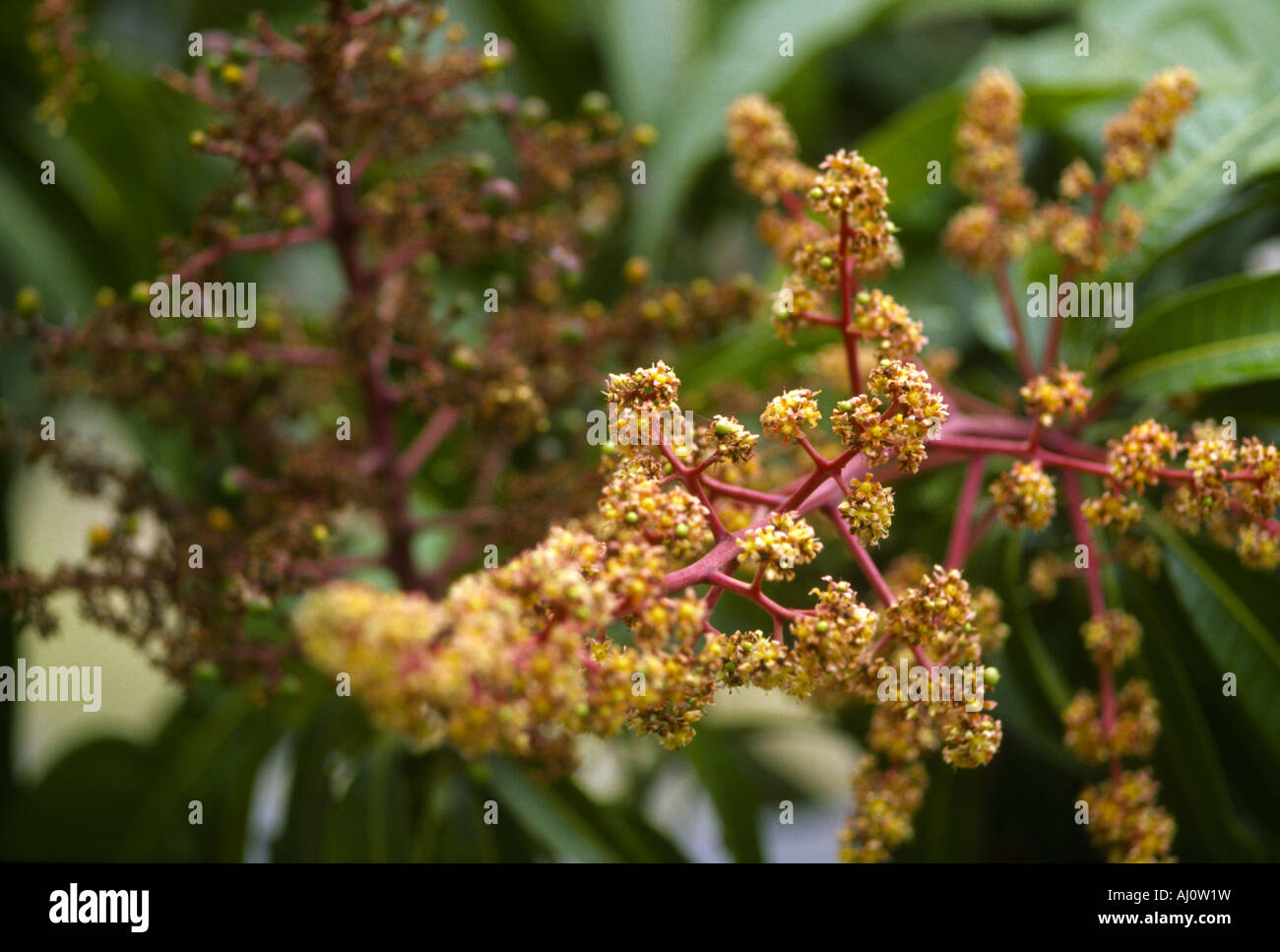 mango tree blossoms and young fruit Stock Photo - Alamy