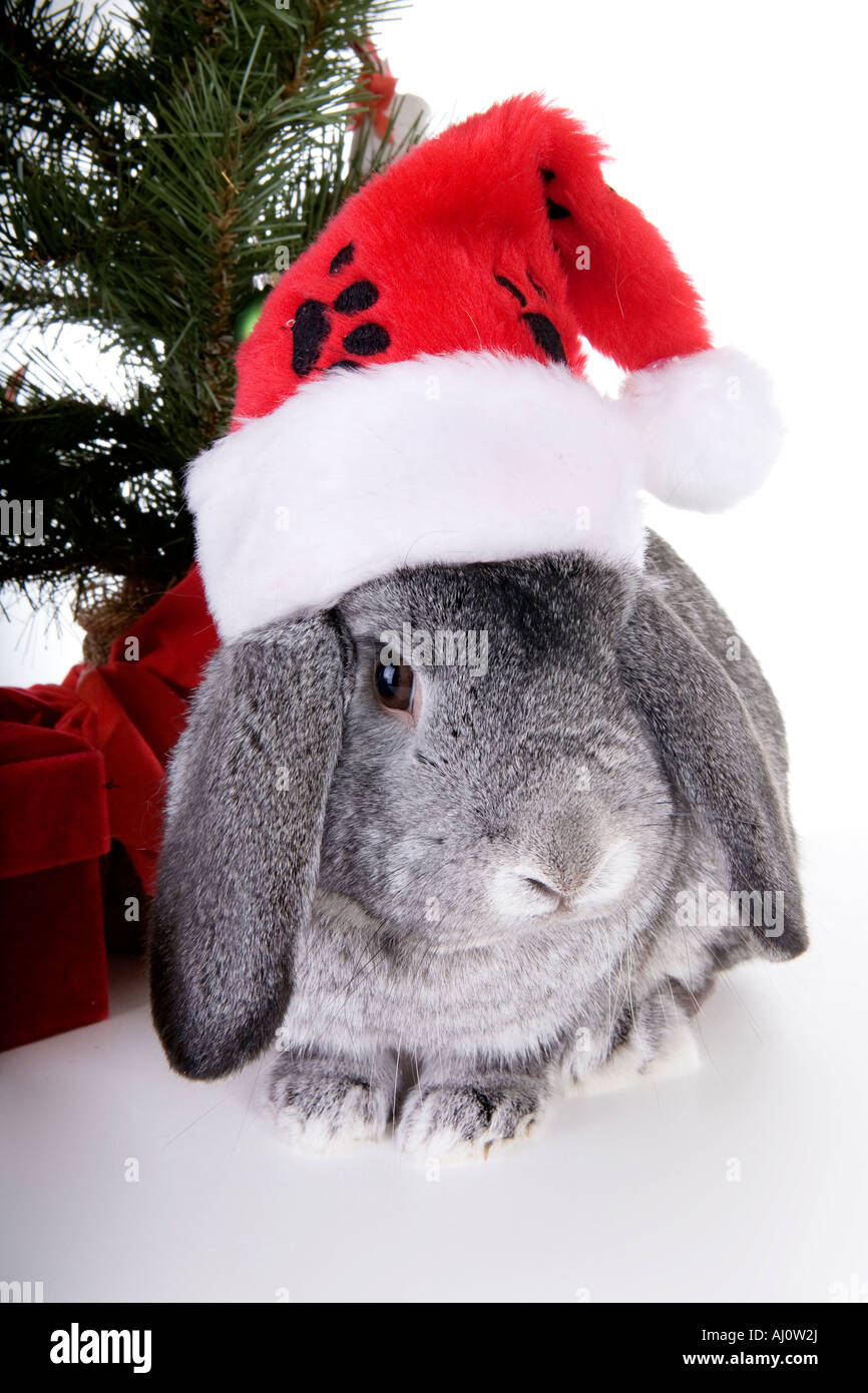 Gray Mini Lop Ear rabbit with Christmas tree and gifts and wearing red ...