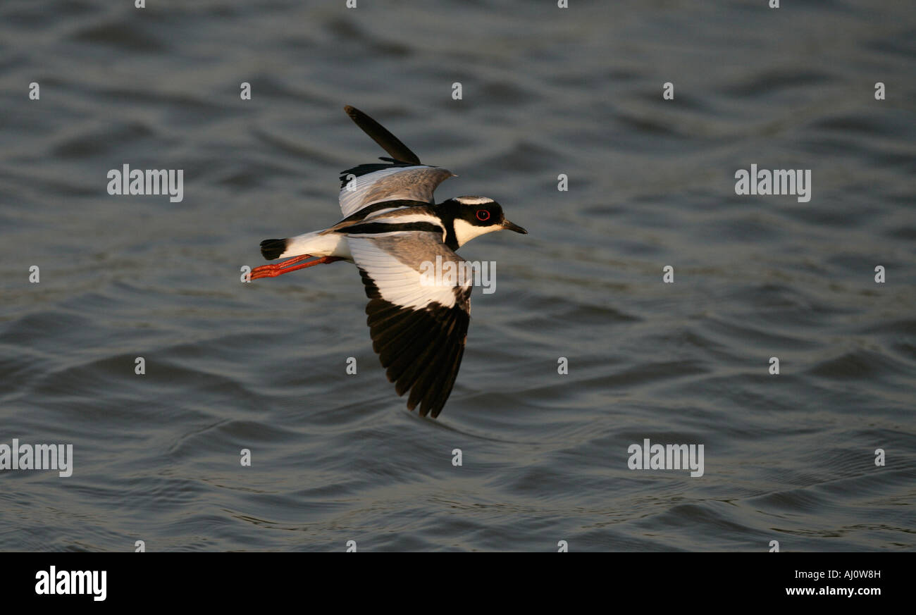Pied lapwing Podager nacunda Brazil Stock Photo - Alamy