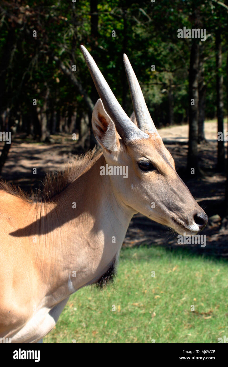 Horned Antelope Side Profile Stock Photo - Alamy