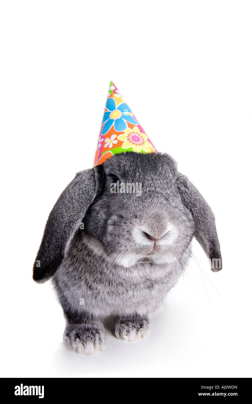 Gray Mini Lop Ear rabbit with Birthday hat on isolated on white ...