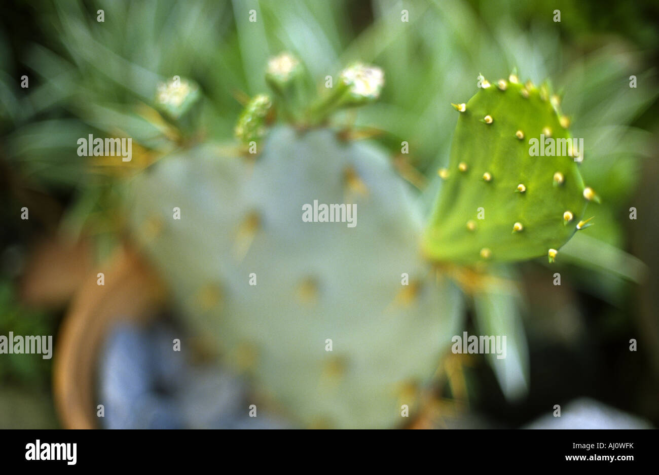 A potted cactus with new growth Stock Photo - Alamy