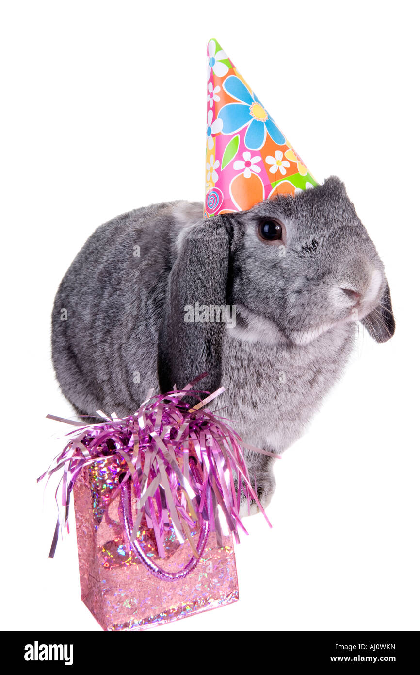 Gray Mini Lop Ear rabbit with Birthday hat on and pink gift bag ...