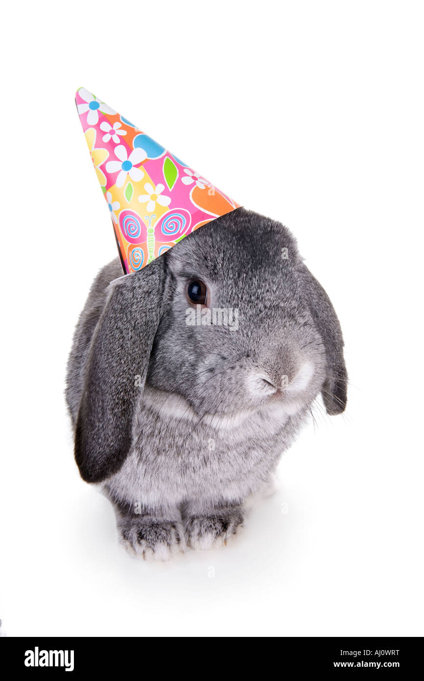 Gray Mini Lop Ear rabbit with Birthday hat on isolated on white ...