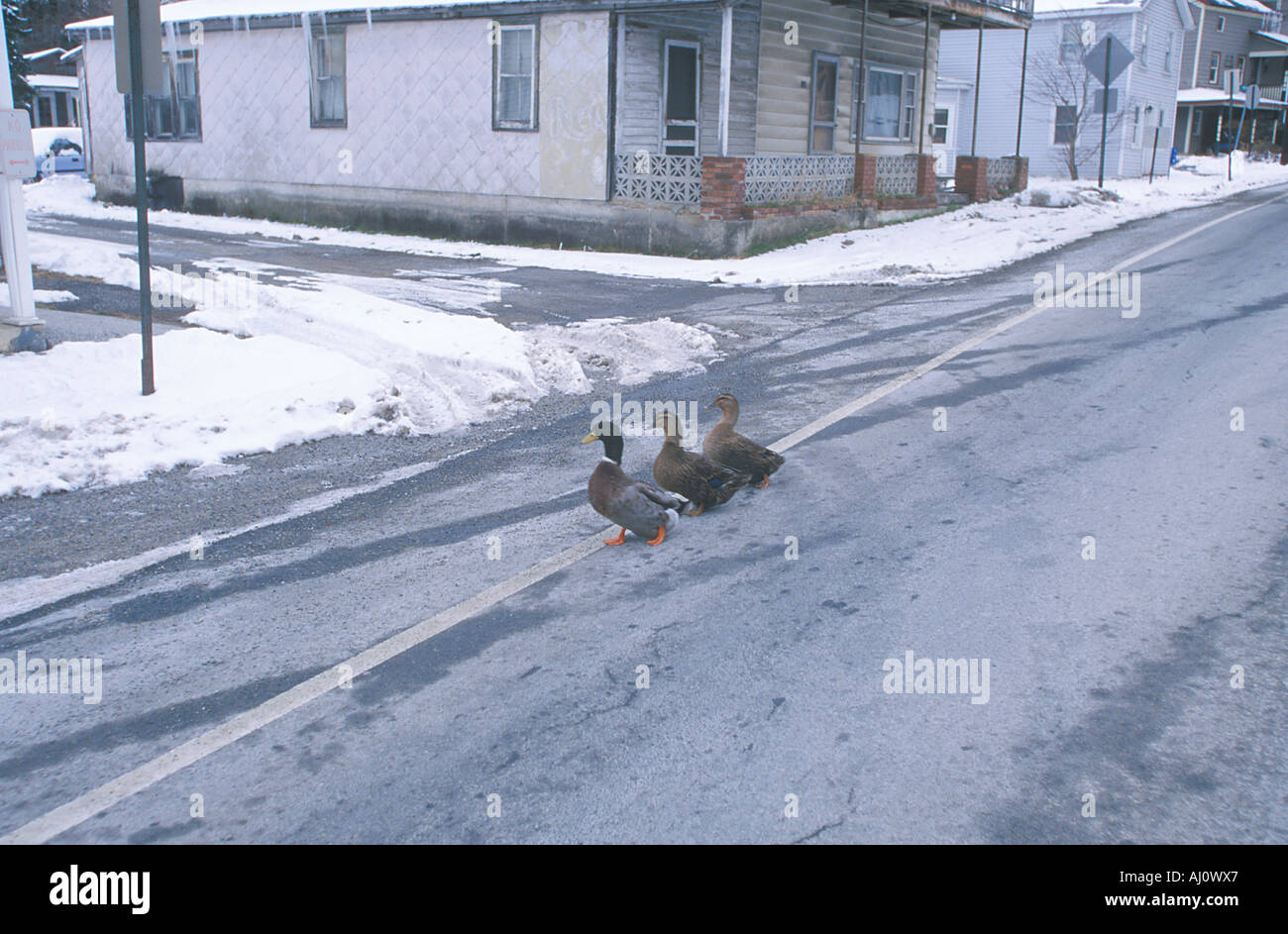 Nj ducks hi-res stock photography and images - Alamy