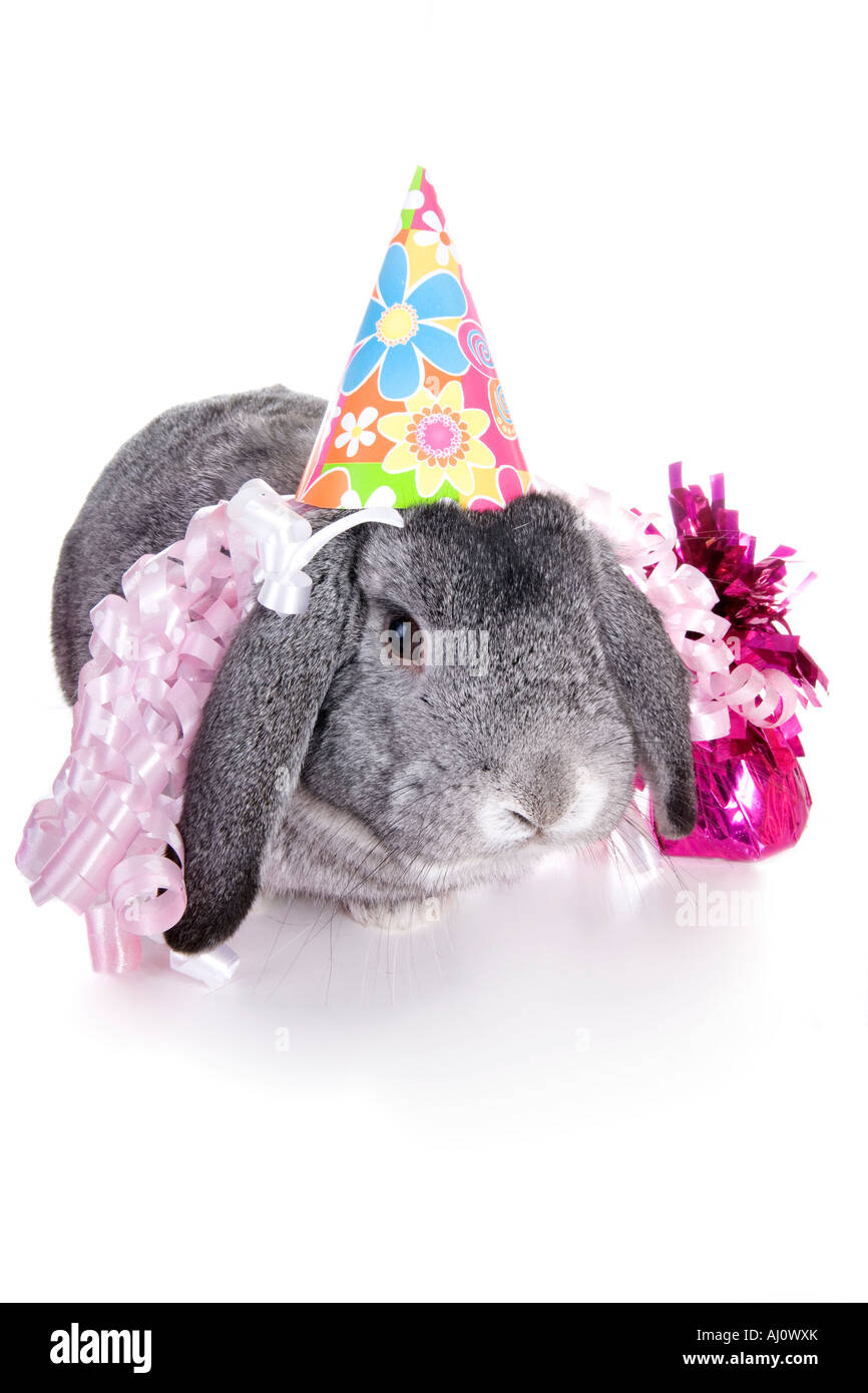 Gray Mini Lop Ear rabbit with Birthday hat on pink ribbons and gift ...