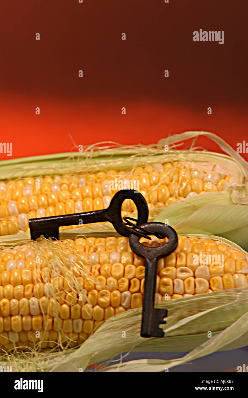 Key to Freshness Keys and Stalks of Corn Symbols and Concepts Stock ...