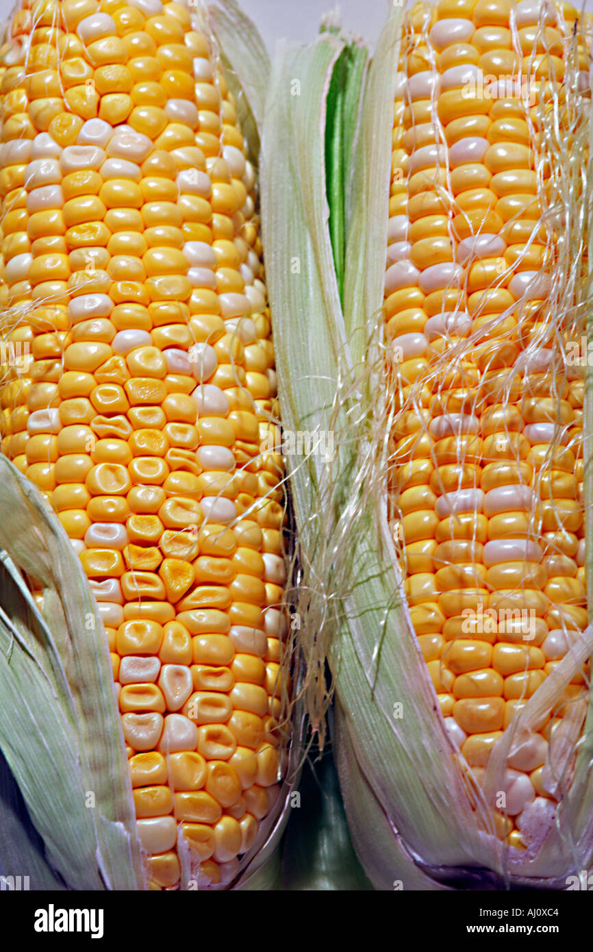 Hybrid Corn Varigated Color Kernels of Corn Stock Photo - Alamy