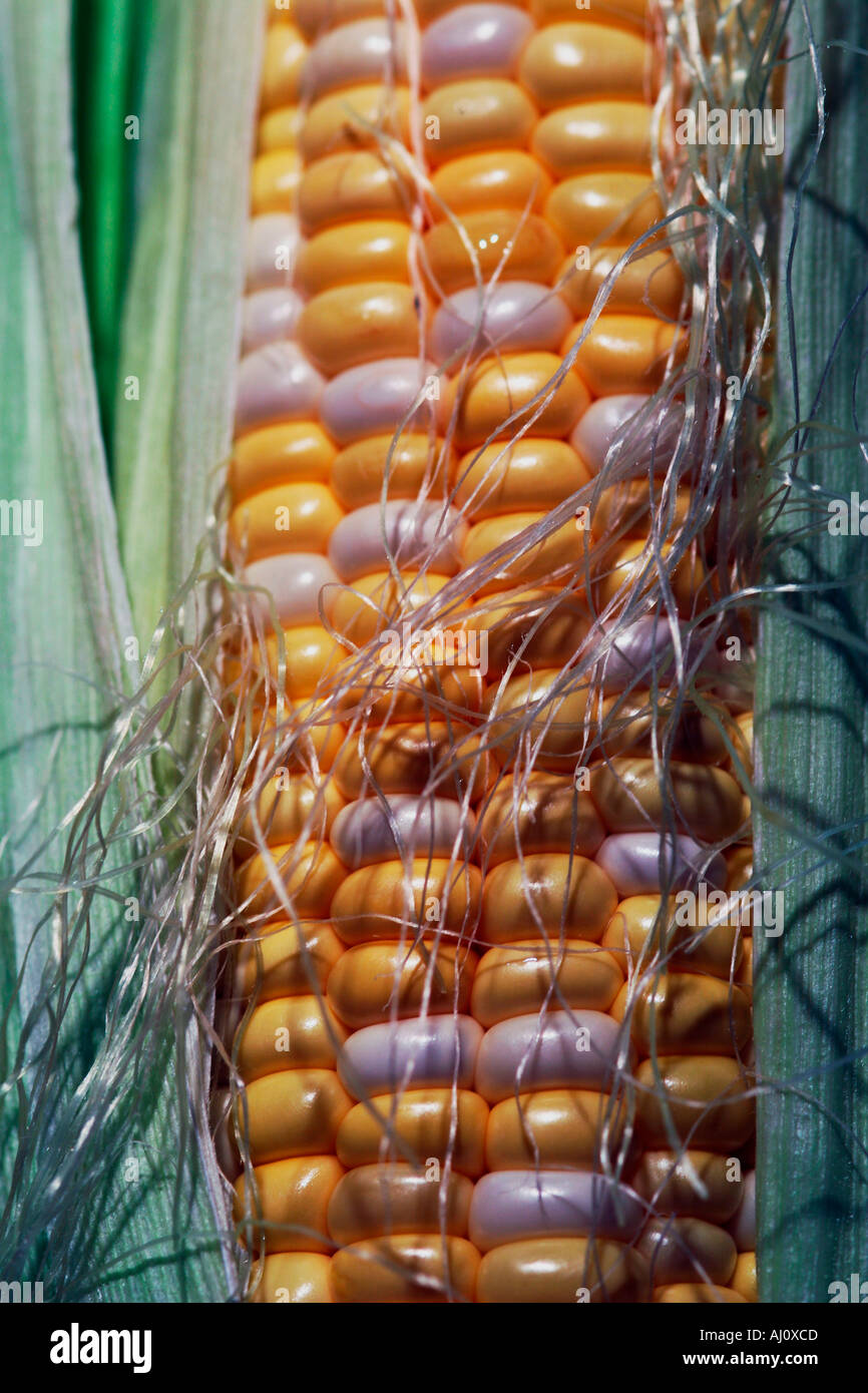 Hybrid Corn Varigated Color Kernels of Corn Stock Photo - Alamy