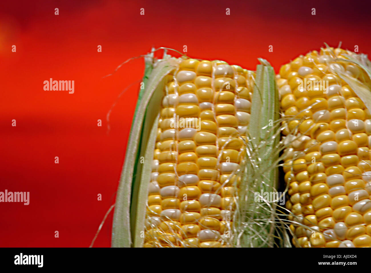 Hybrid Corn Varigated Color Kernels of Corn Corn In The Husk Stock ...