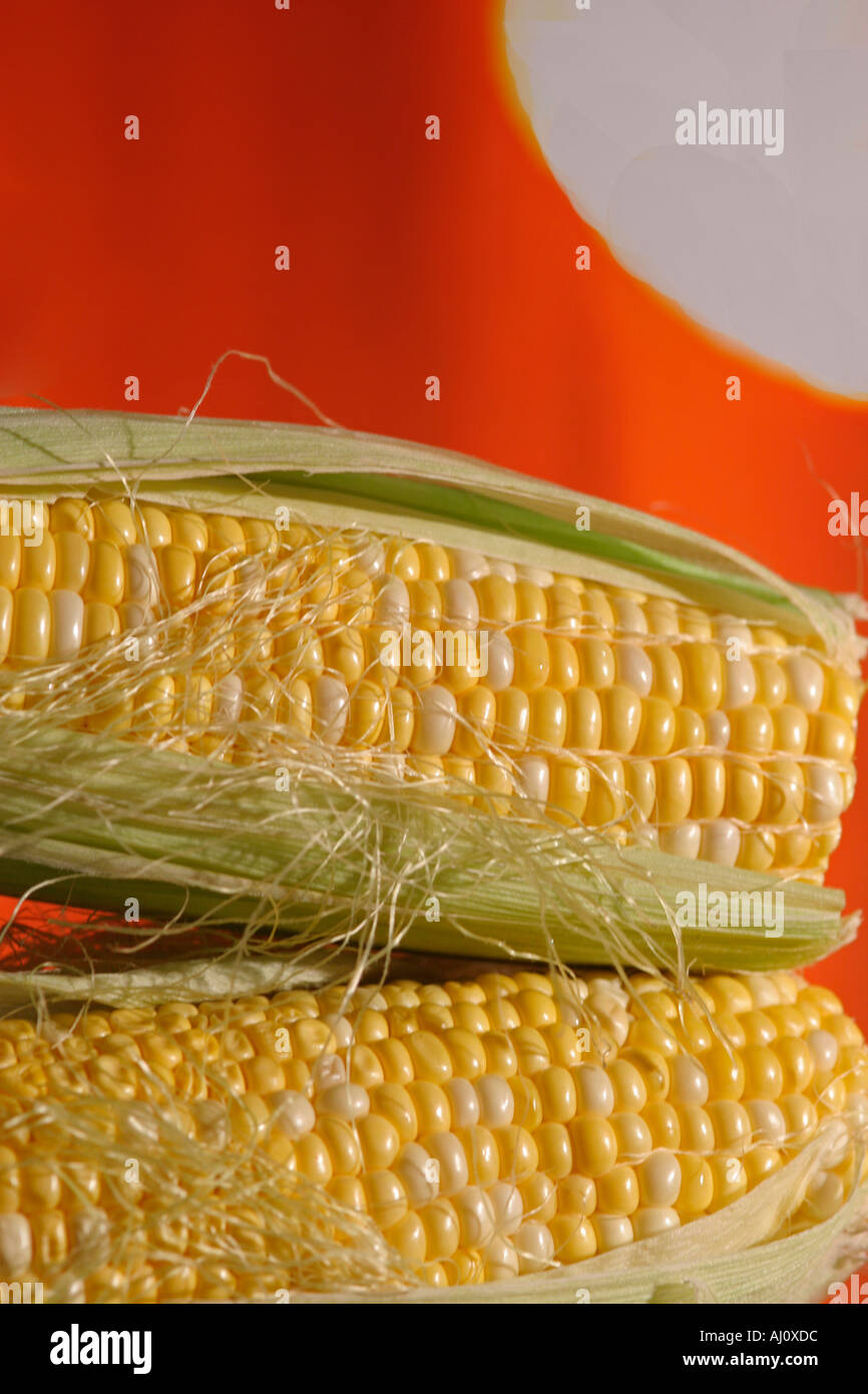 Hybrid Corn Varigated Color Kernels of Corn Corn In The Husk Stock ...