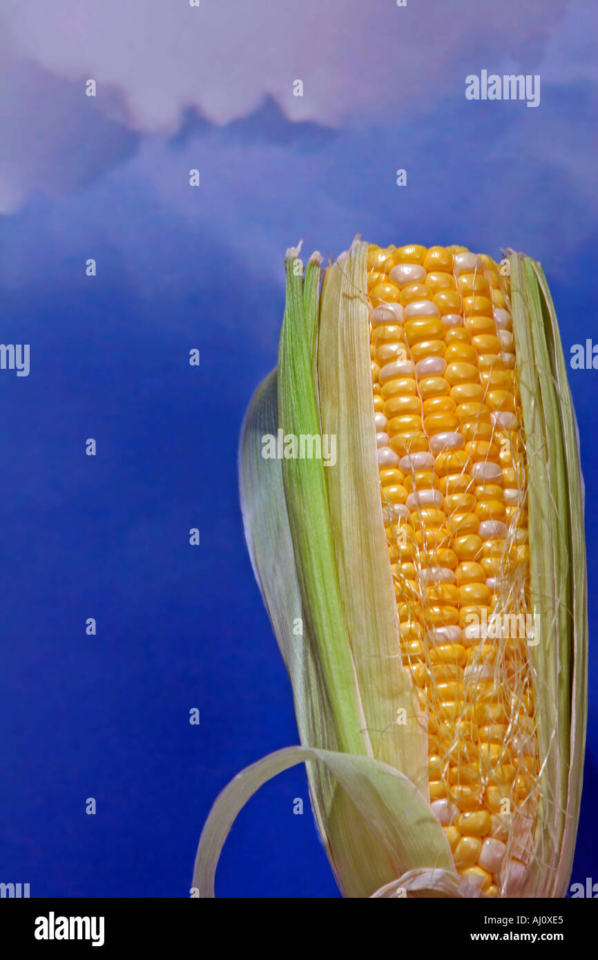 Hybrid Corn Varigated Color Kernels of Corn Corn In The Husk Stock ...