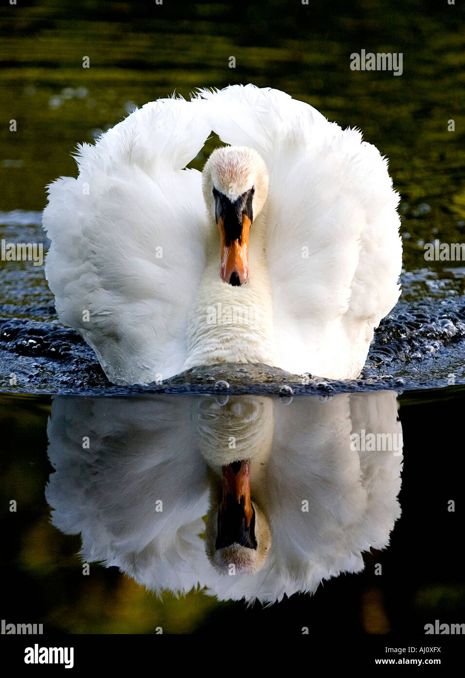 Male Swan Charging across the water Stock Photo - Alamy