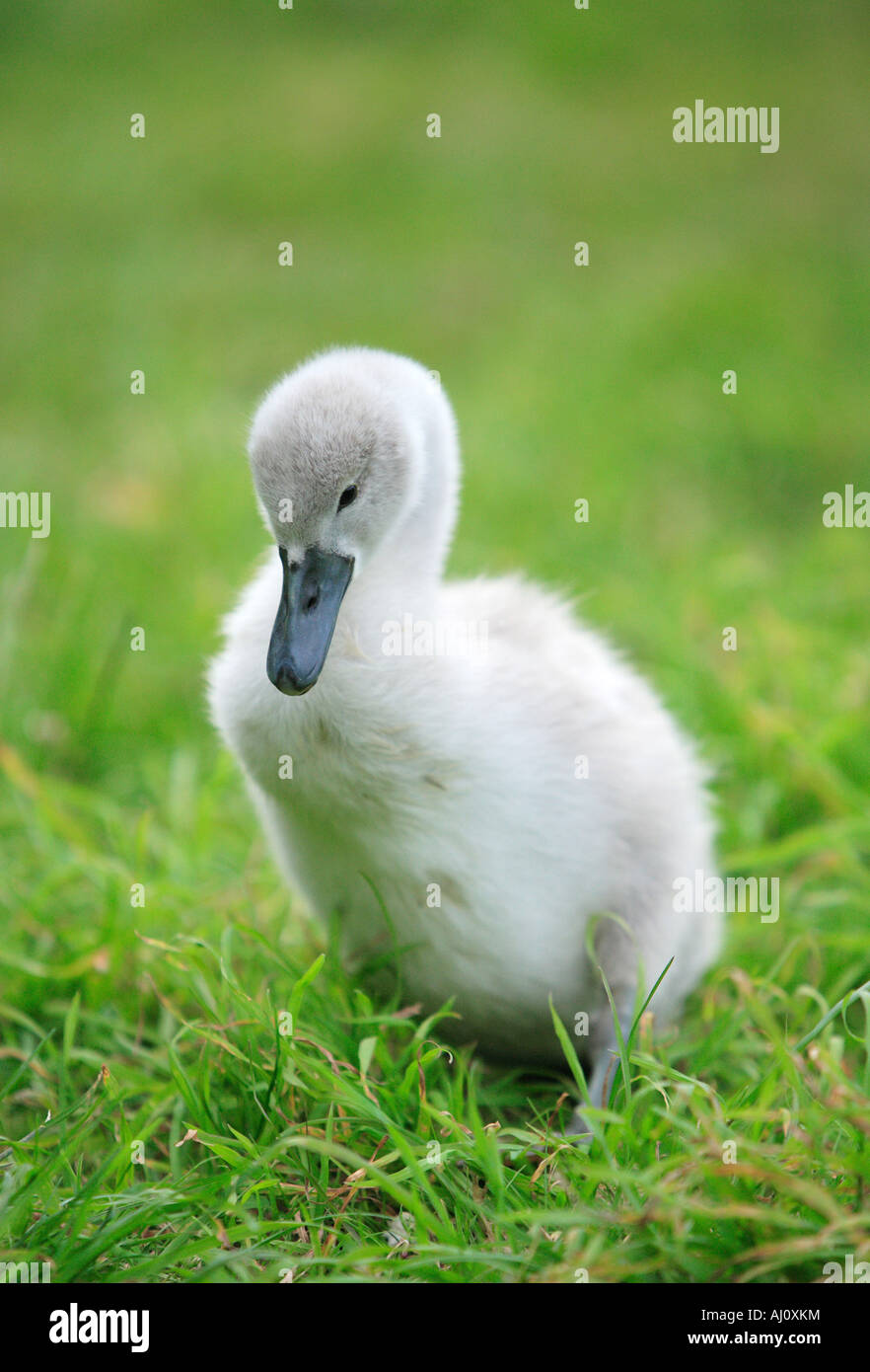 Bird wildlife cygnet hi-res stock photography and images - Alamy