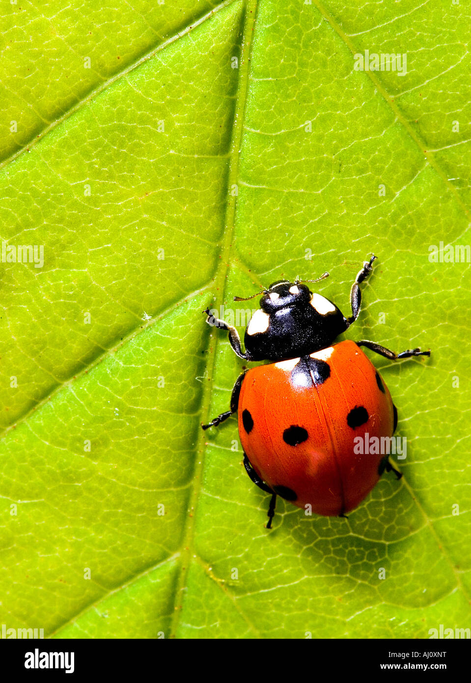 Ladybird hi-res stock photography and images - Alamy