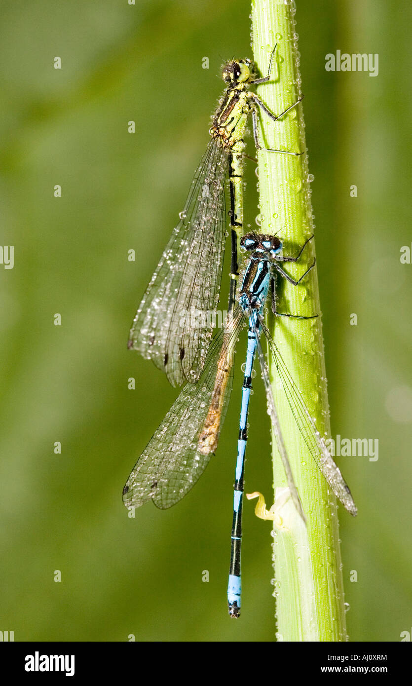 Damselflies hi-res stock photography and images - Alamy
