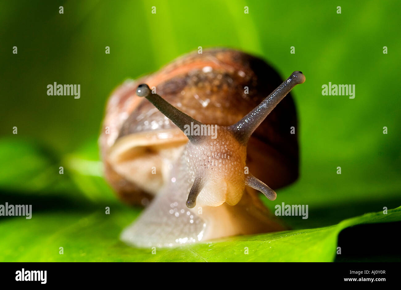 Gastropods hi-res stock photography and images - Alamy